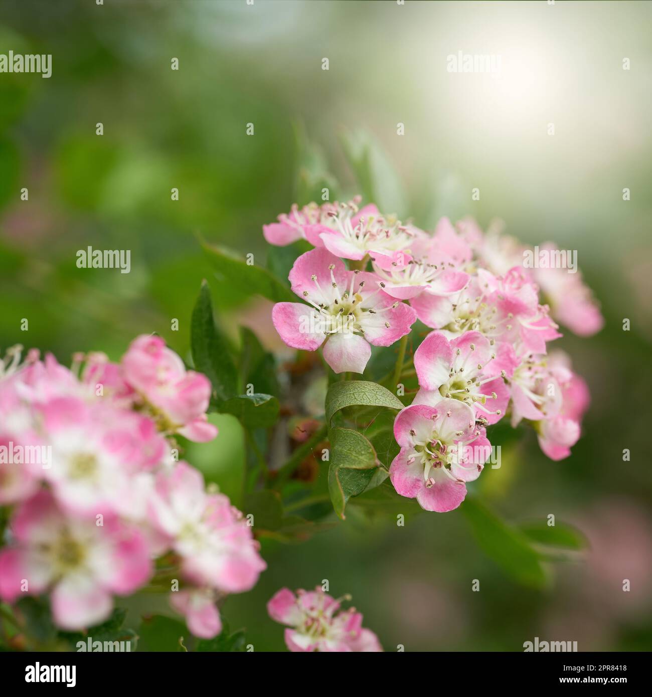 Pink flowering single seeded hawthorn, Crataegus monogyna during ...