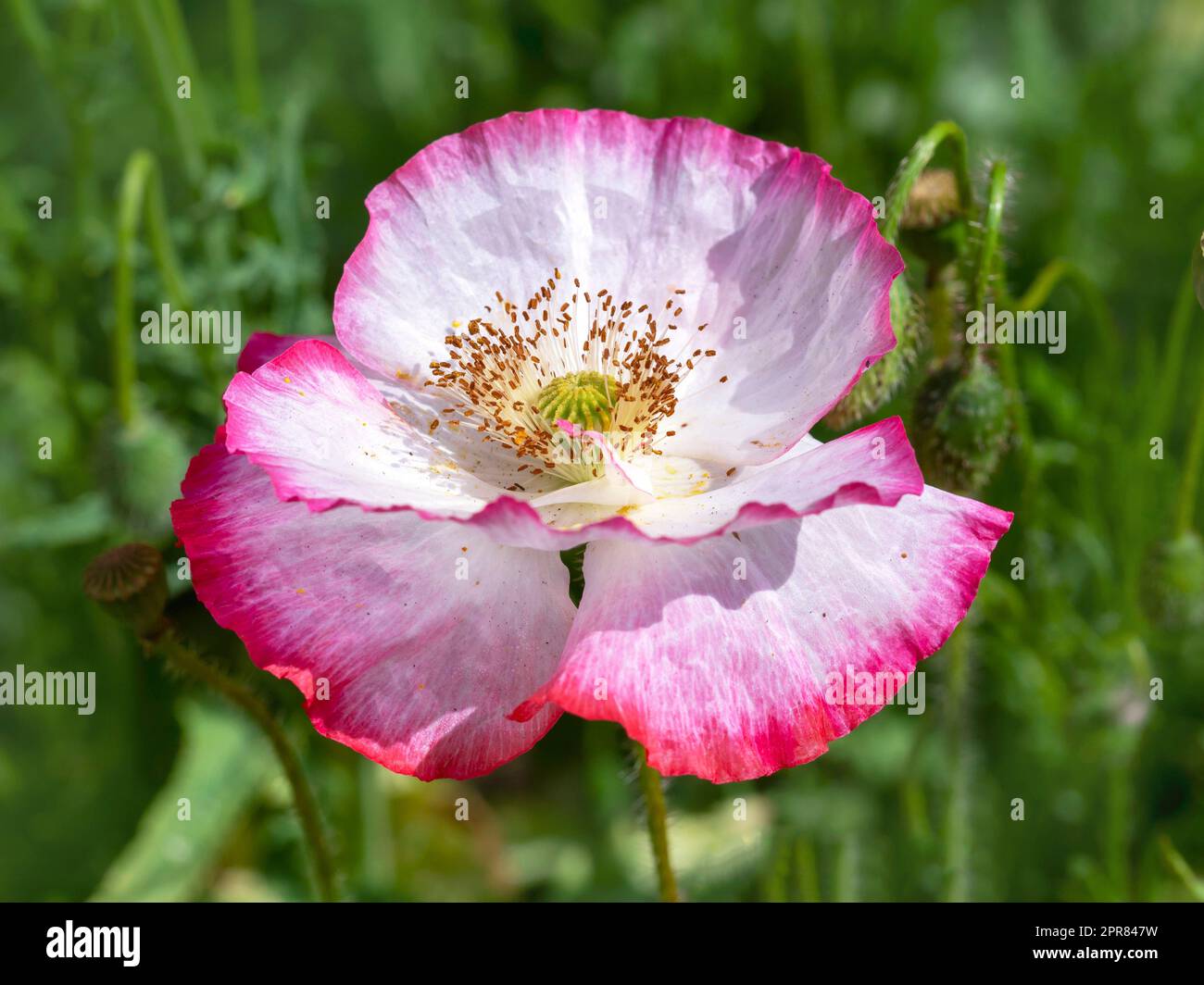 Double poppy hi-res stock photography and images - Alamy