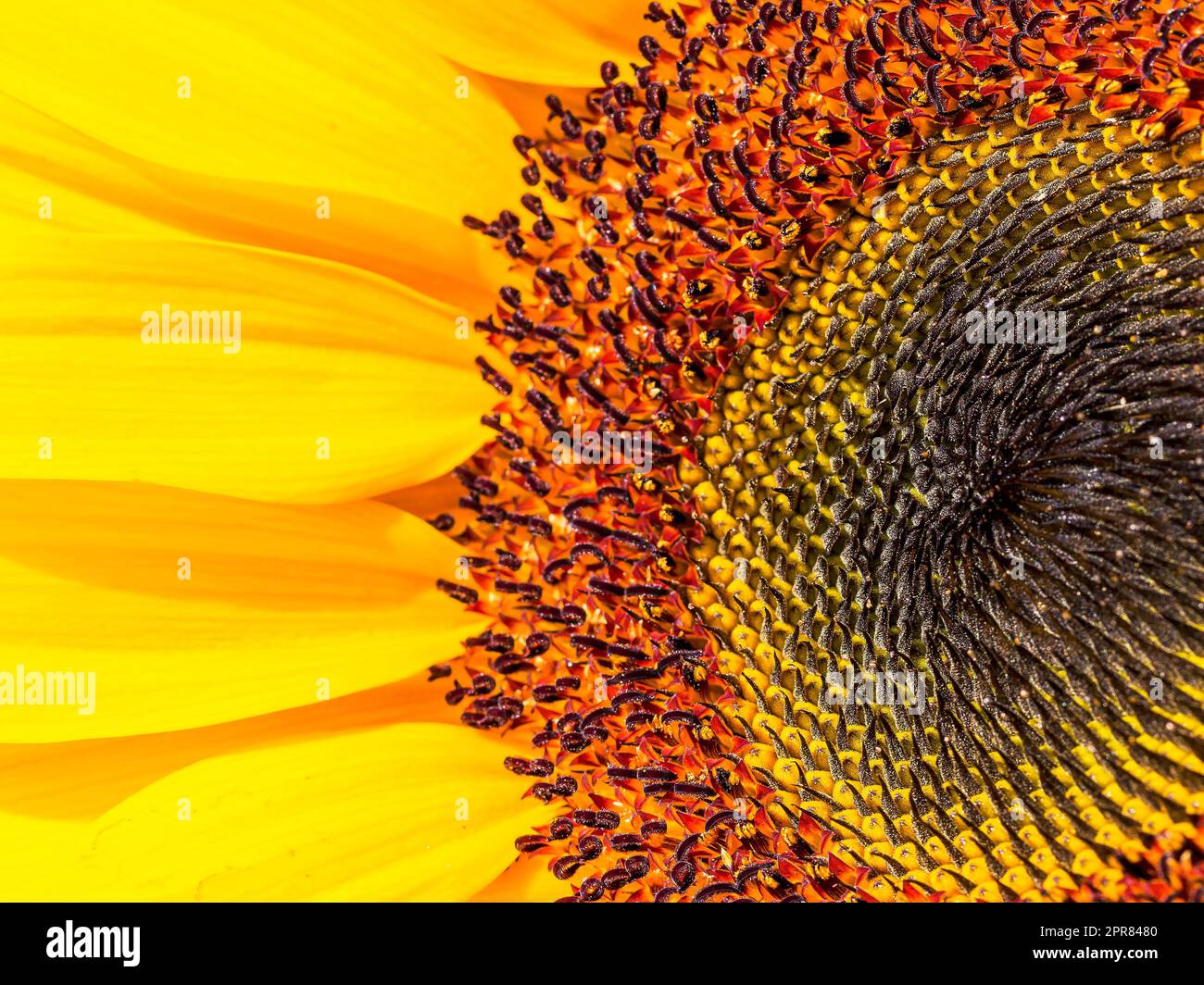 Inside of bloom hi-res stock photography and images - Alamy