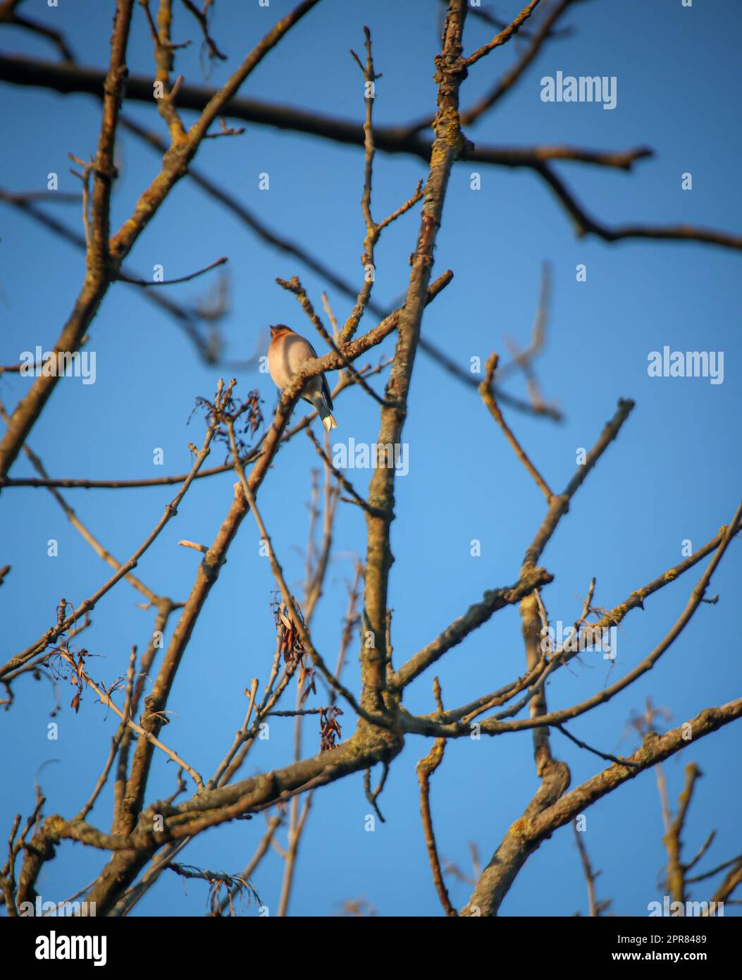 Black linnet hi-res stock photography and images - Alamy
