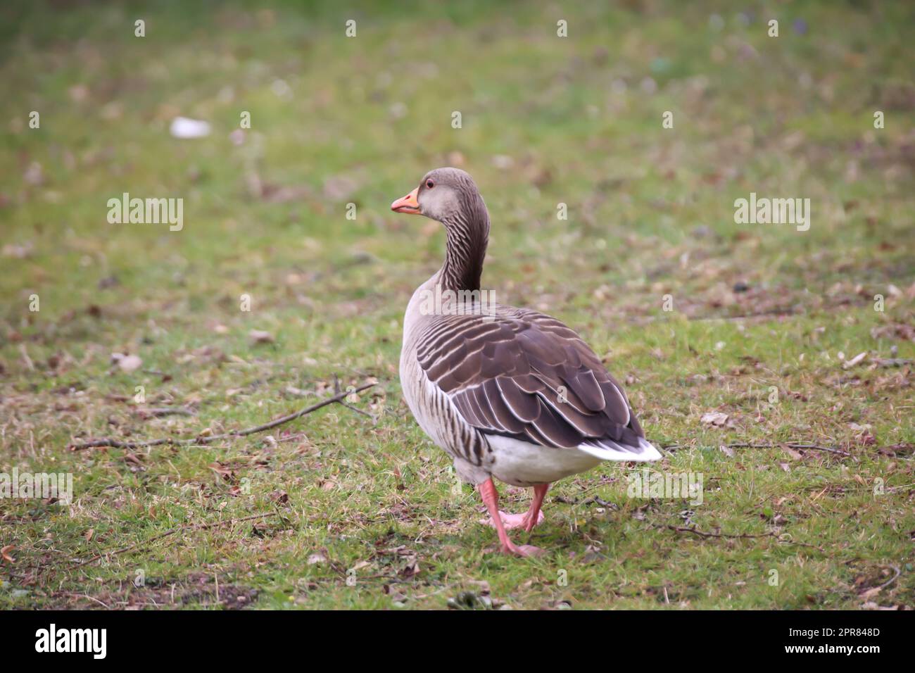 A gray goose on a meadow by a lake Stock Photo - Alamy