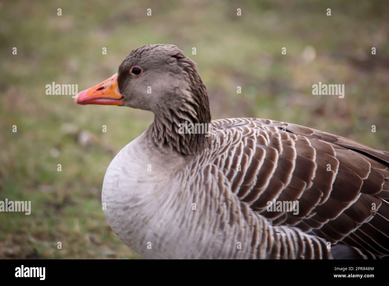 Gray goose on lake hi-res stock photography and images - Alamy