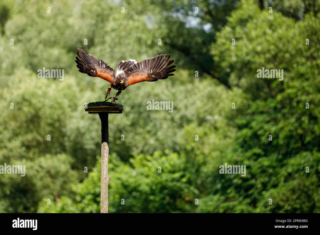 A harris hawk in flight Stock Photo - Alamy