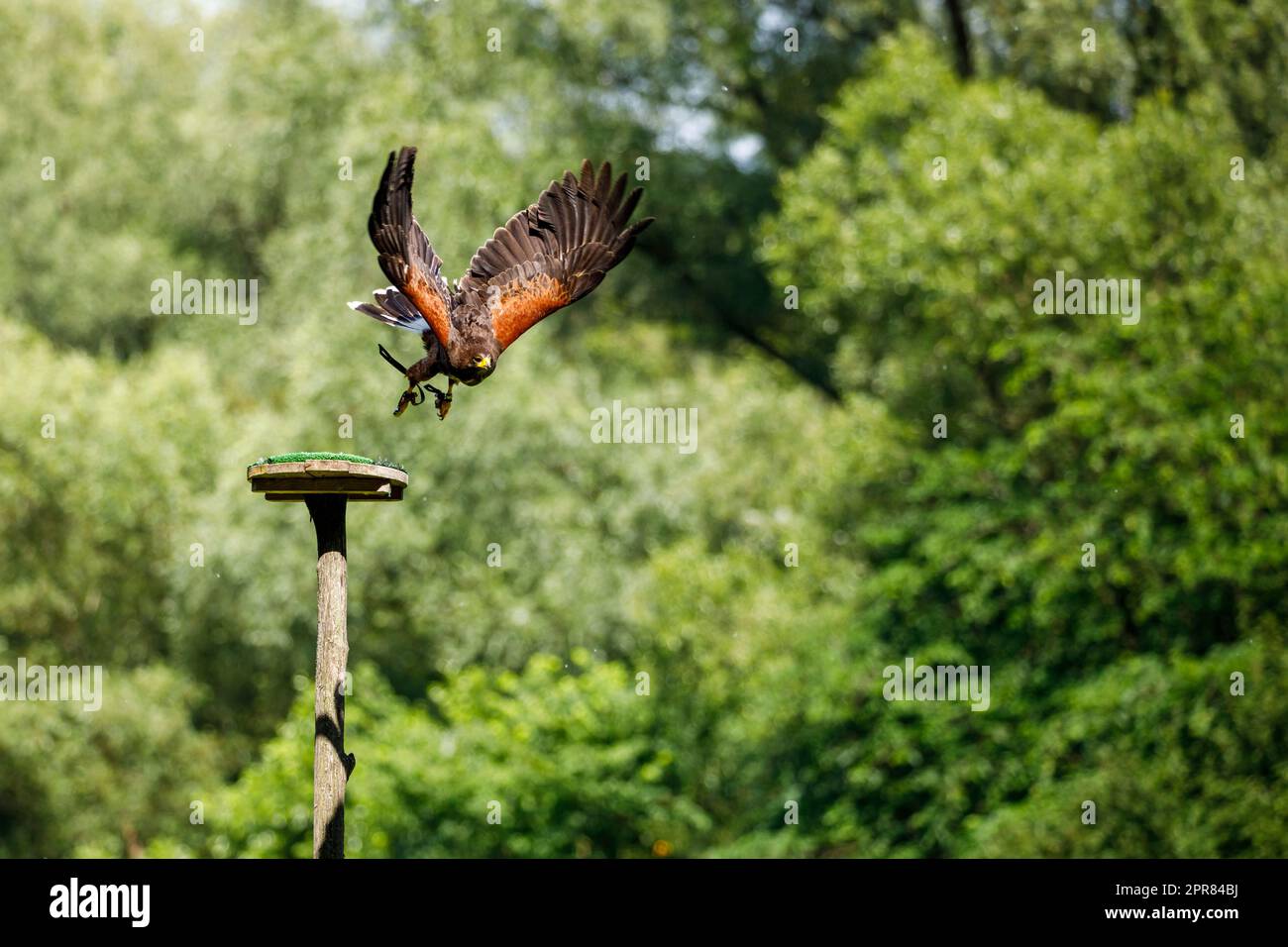 A harris hawk in flight Stock Photo - Alamy