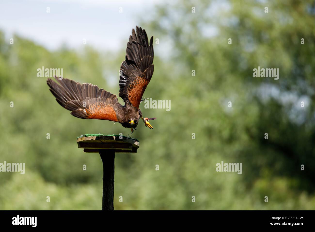 A harris hawk in flight Stock Photo - Alamy
