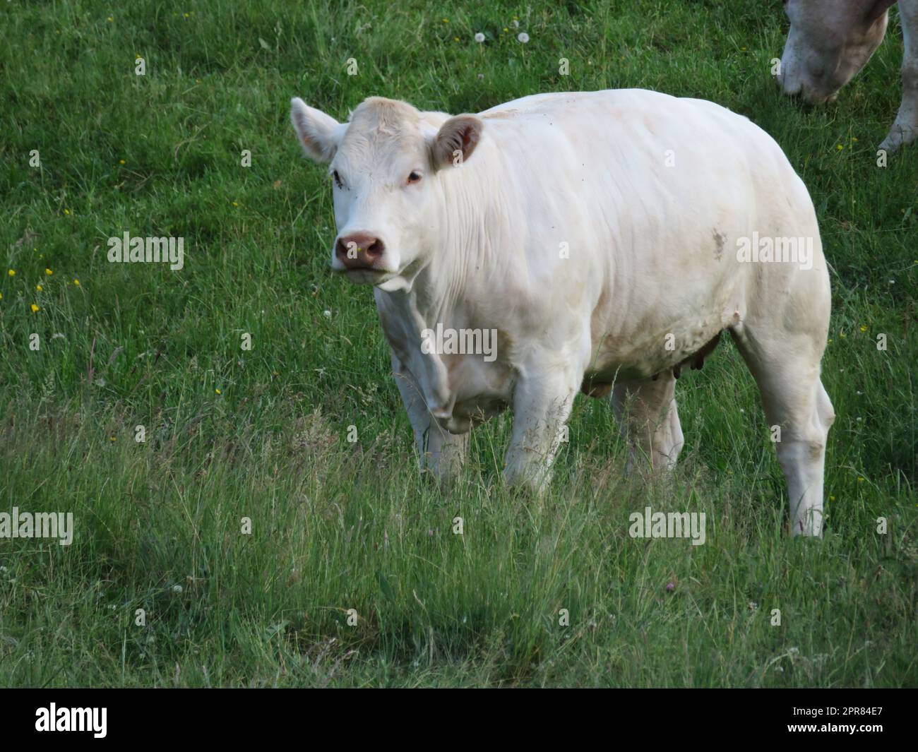 beautiful calves grazing in the meadow quietly happy farm animals Stock ...