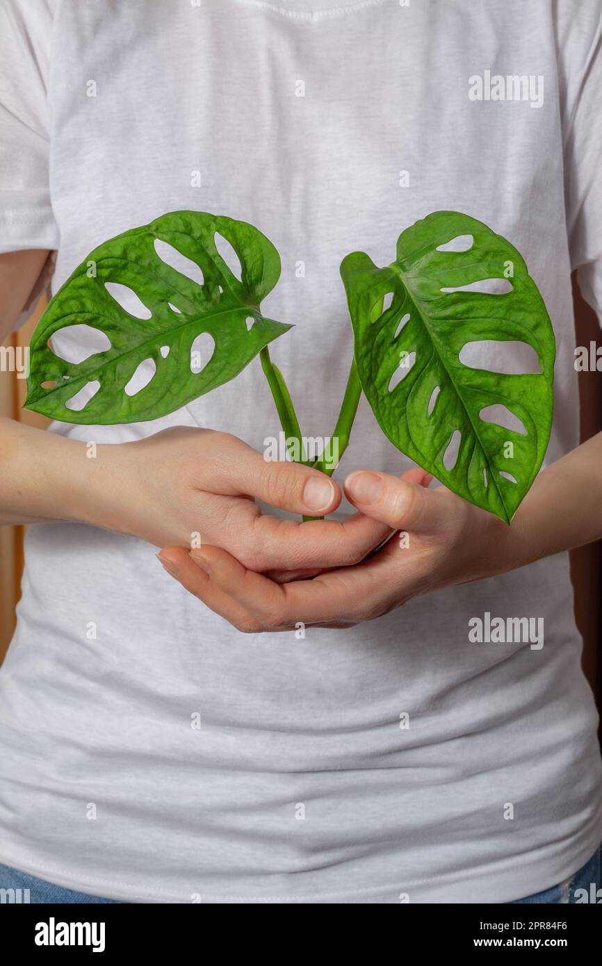 Monstera Monkey Mask or Swiss Cheese Vine, or Andansonii Stock Photo ...