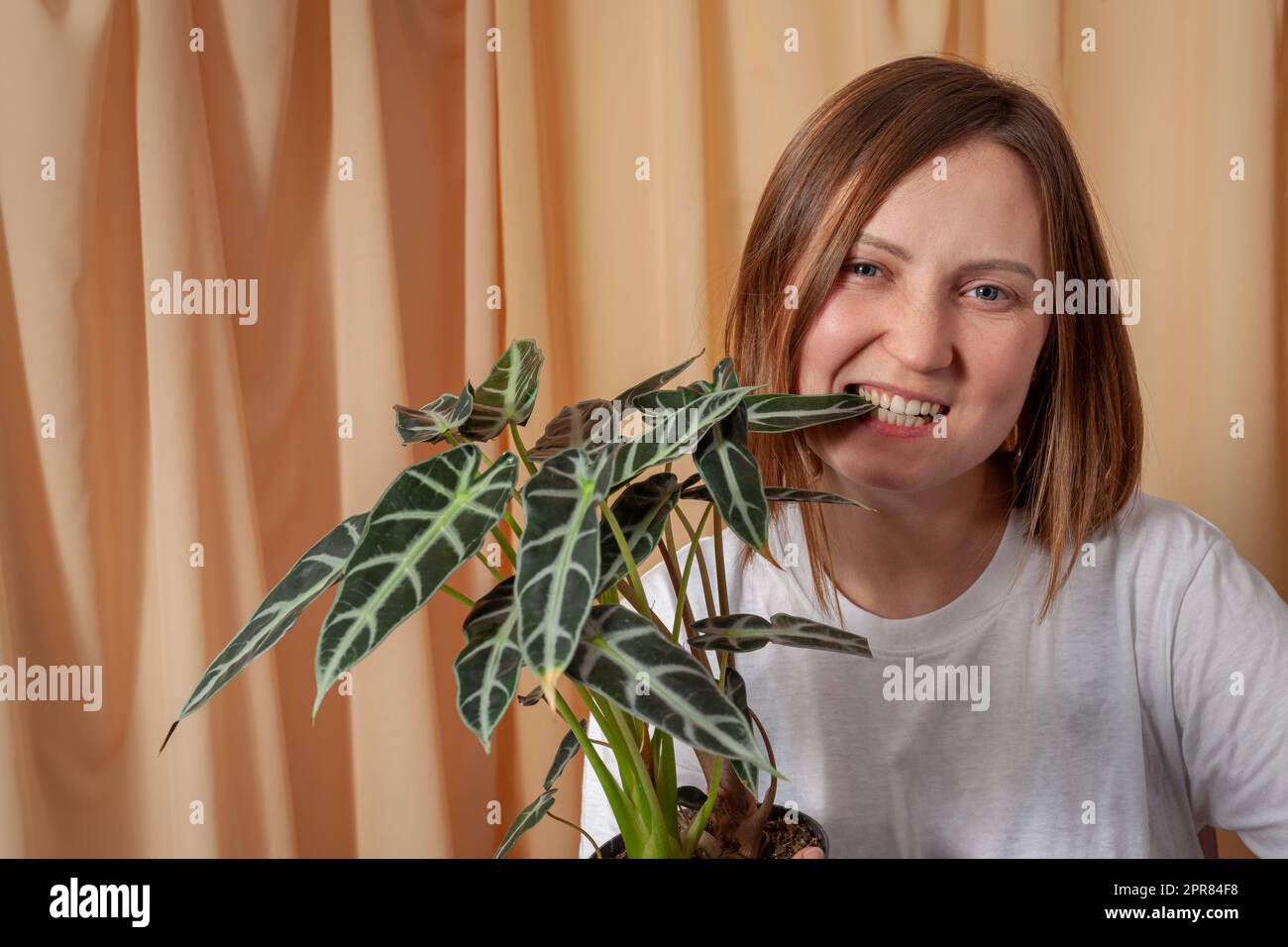 Florist woman bites a leaf of Alocasia Bambinoarrow plant Stock Photo ...