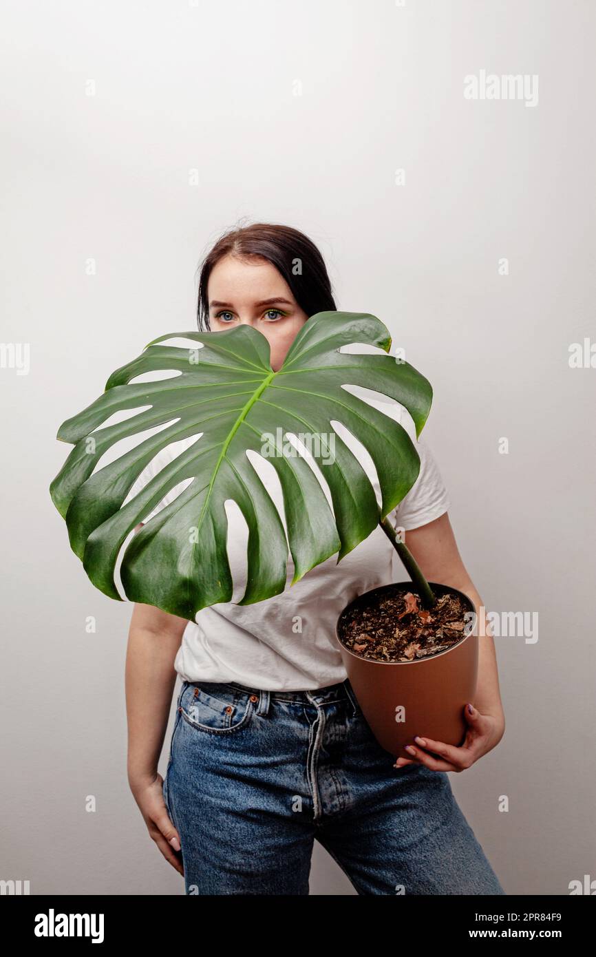 Woman holding Monstera Deliciosa tropical plant on a white background ...