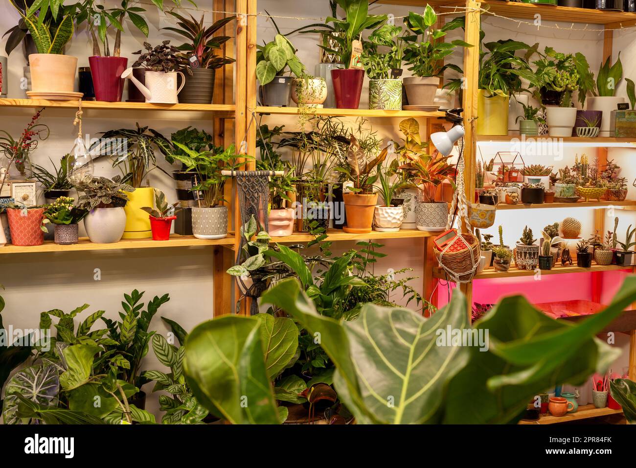 An Image of a Flower Shop with exotic potted plants Stock Photo - Alamy