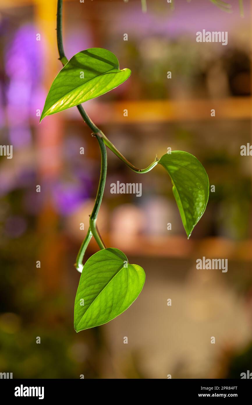Pothos plant hi-res stock photography and images - Alamy