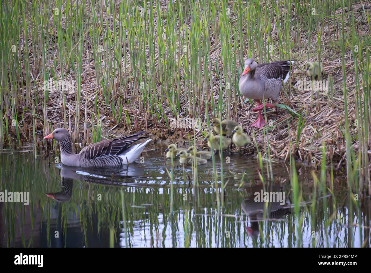 A family of gray geese with their offspring at a pond Stock Photo - Alamy