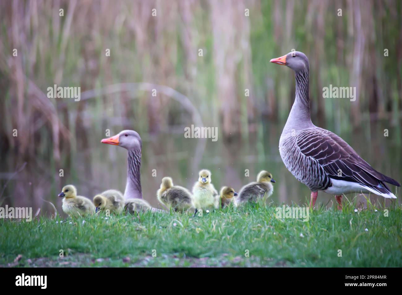 A family of gray geese with their offspring at a pond Stock Photo - Alamy