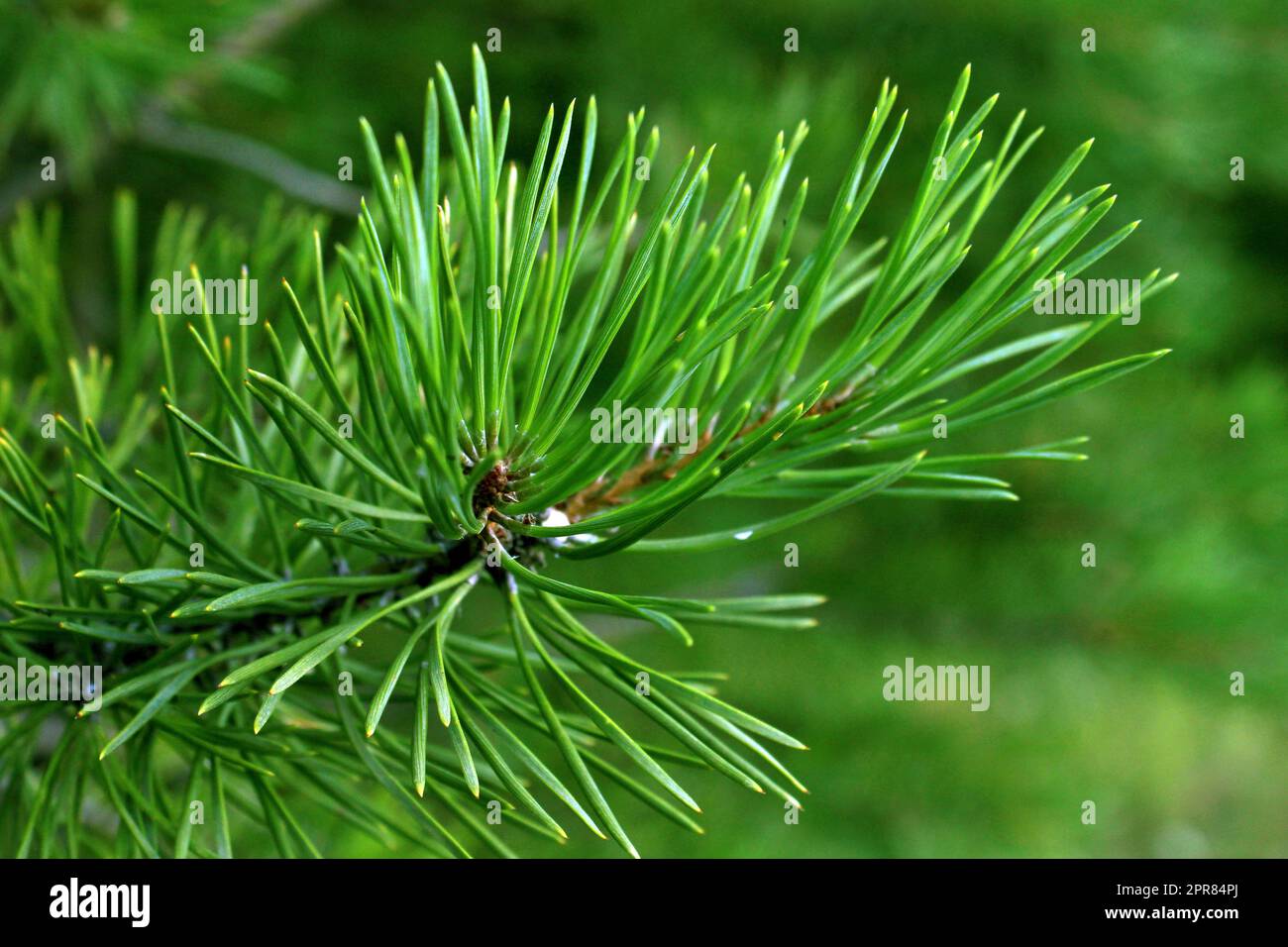 Dark green needles of a coniferous tree close-up on a blurred forest ...
