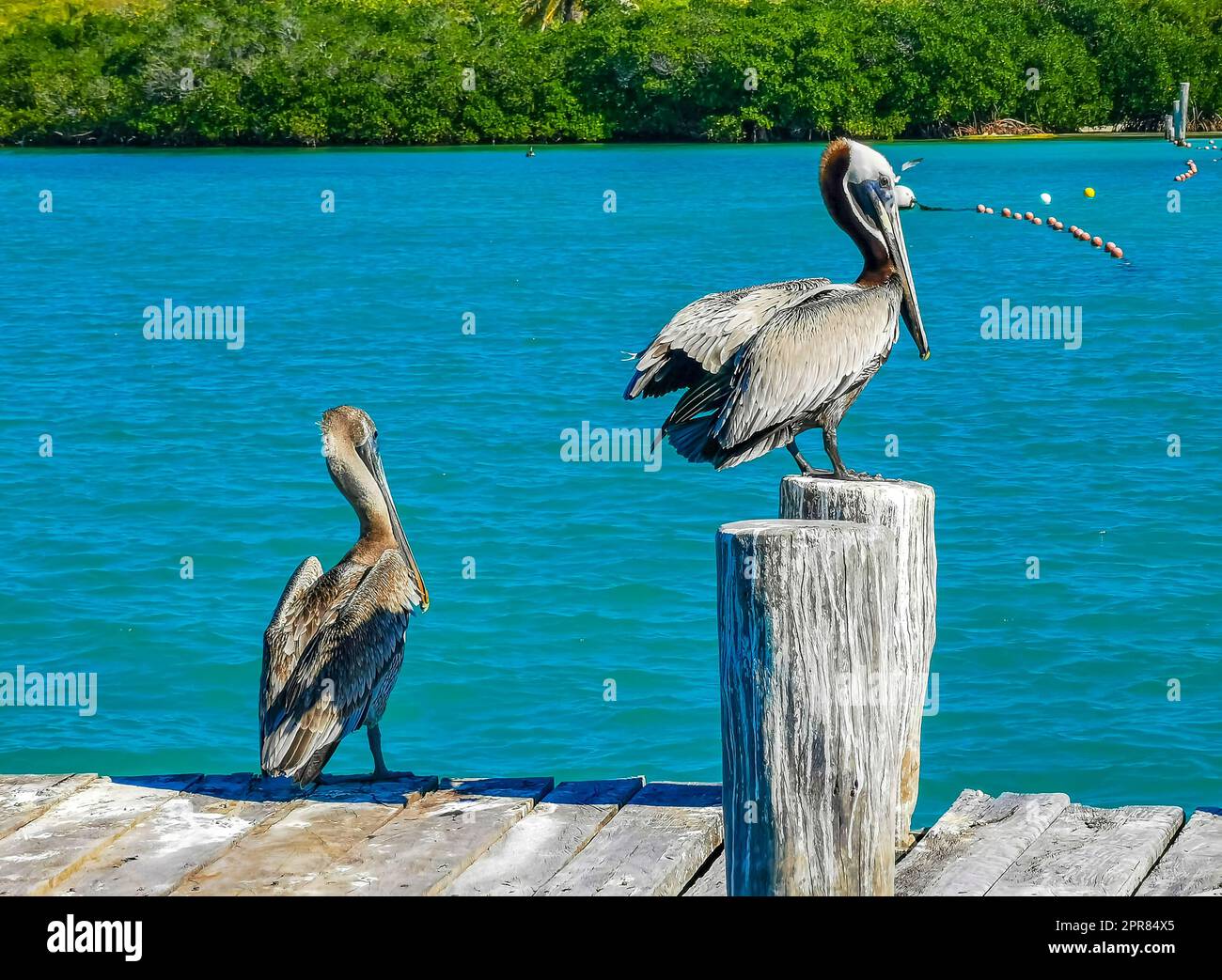 Pelicans pelican birds on port of Contoy island in Mexico Stock Photo ...