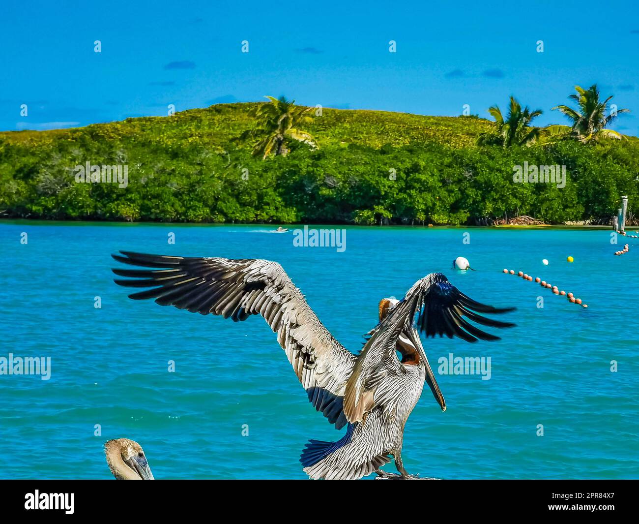 Pelicans pelican birds on port of Contoy island in Mexico Stock Photo ...