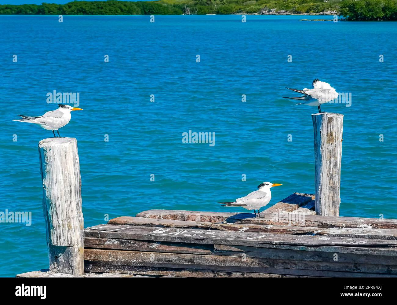 Seagulls seagull birds on port of Contoy island in Mexico Stock Photo ...