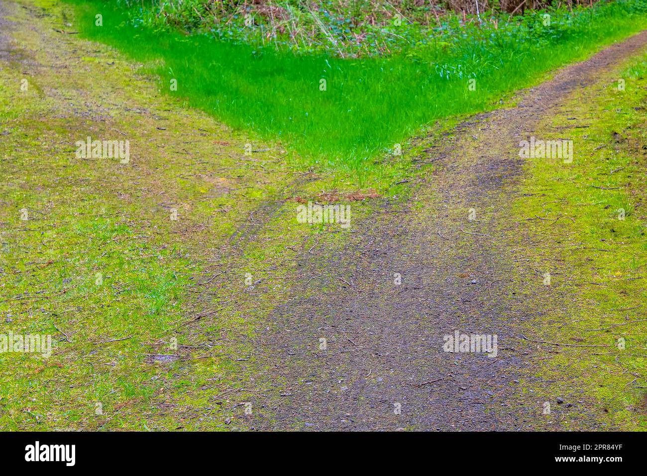 Natural panorama view with pathway green plants trees forest Germany ...