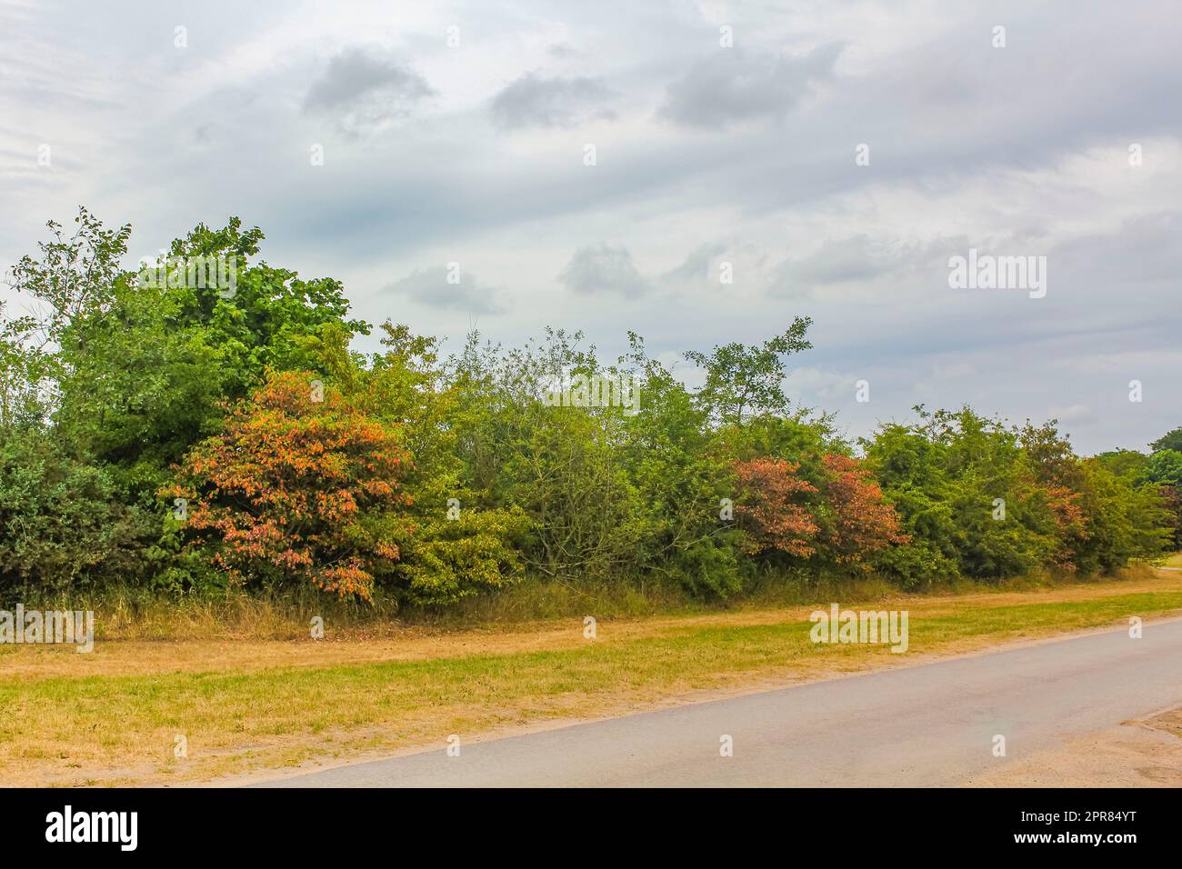 Natural panorama view with pathway green plants trees forest Germany ...