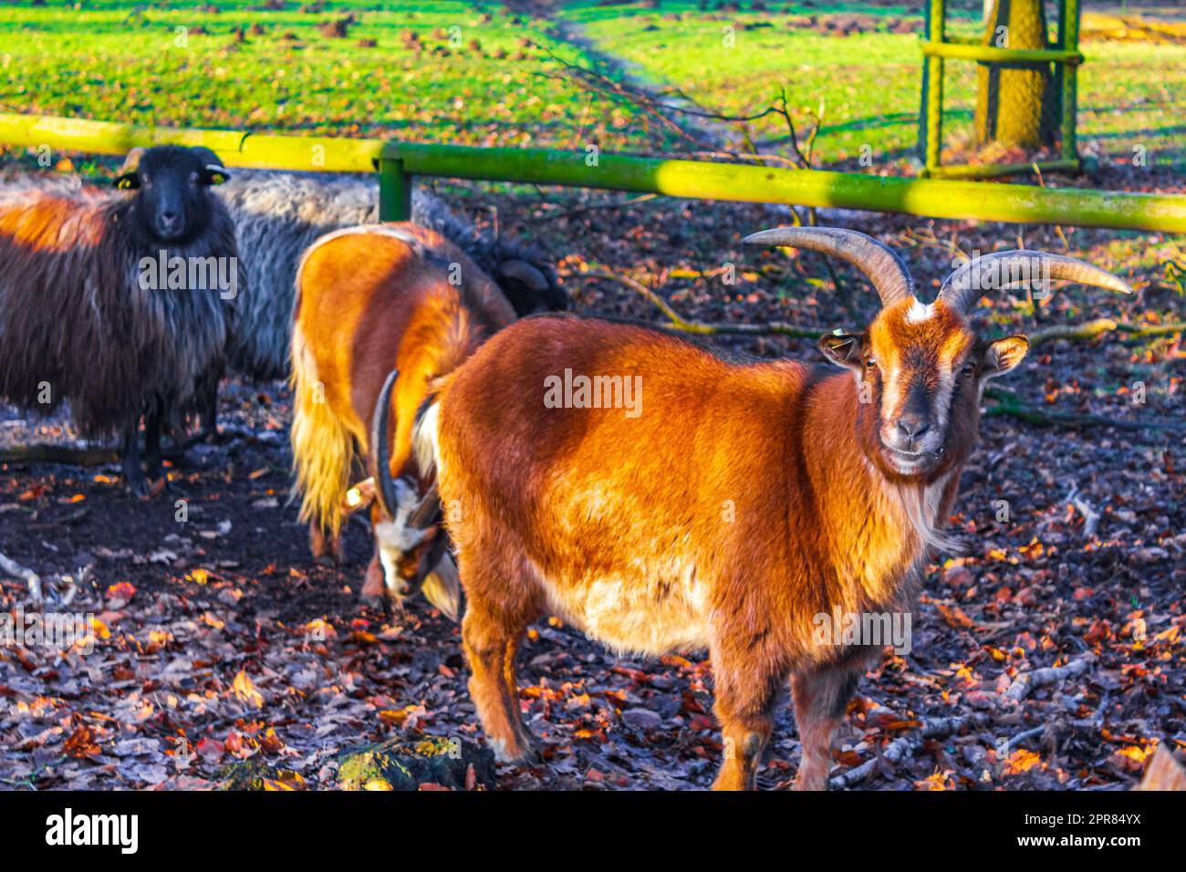 Why We Dont Dehorn Our Goats Our Mountain Hearth Goat