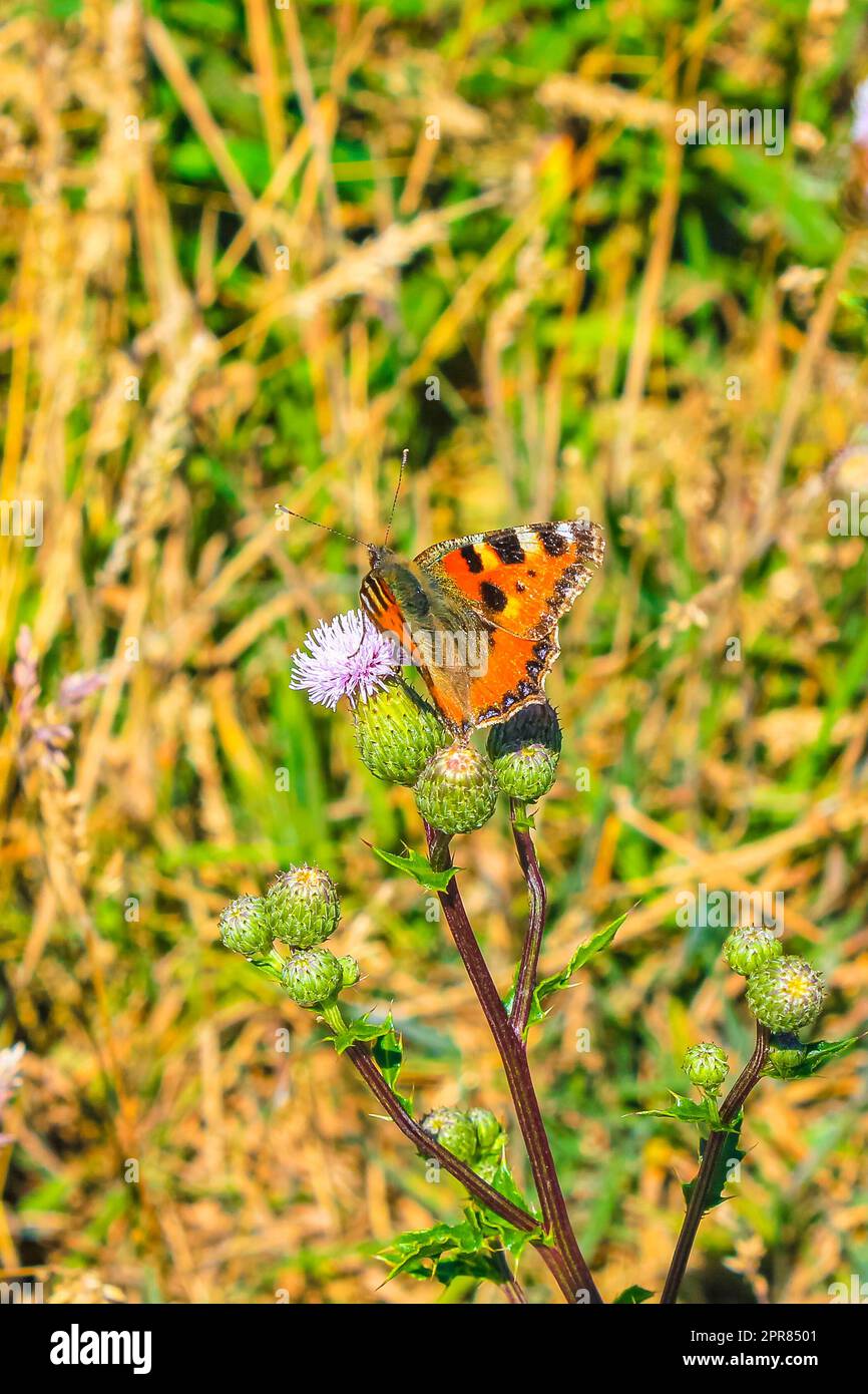Orange butterfly Small Fox Tortoiseshell Aglais urticae on yellow ...