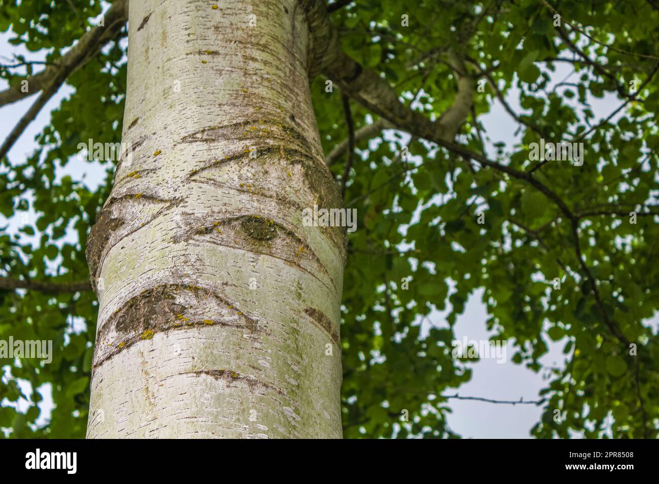 Tree bark with eyes is watching you forest Germany Stock Photo - Alamy