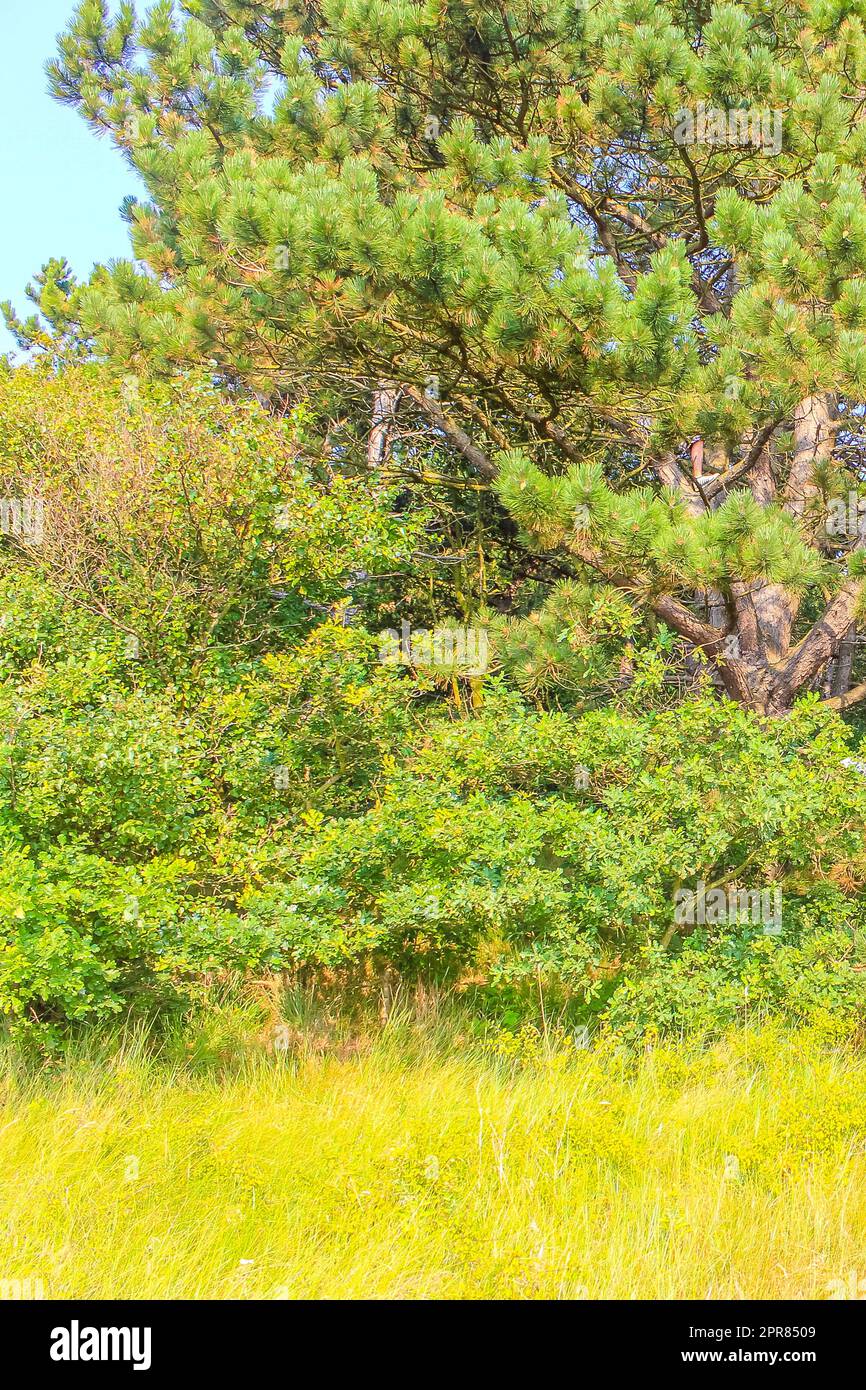 Natural panorama view with pathway green plants trees forest Germany ...