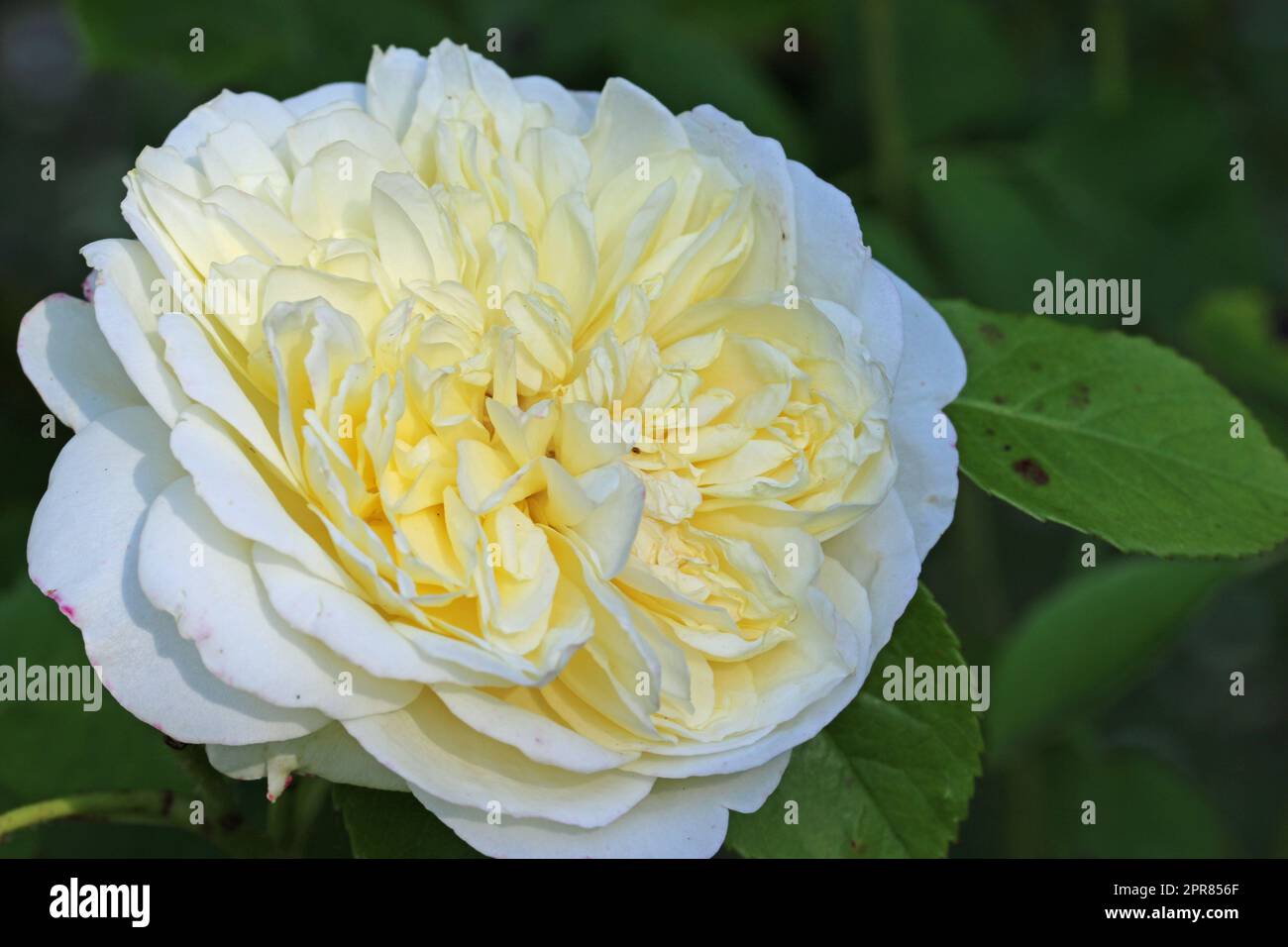 White rose flower in close up Stock Photo - Alamy