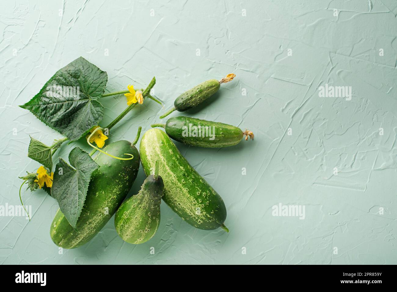Cucumber harvest cucumber hi-res stock photography and images - Alamy