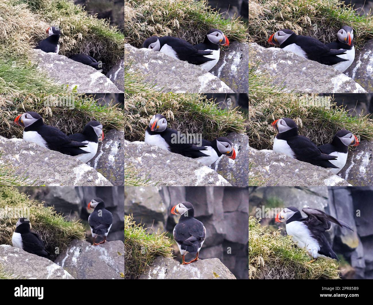 Collage of several icelandic puffin birds in a close up with red beaks ...
