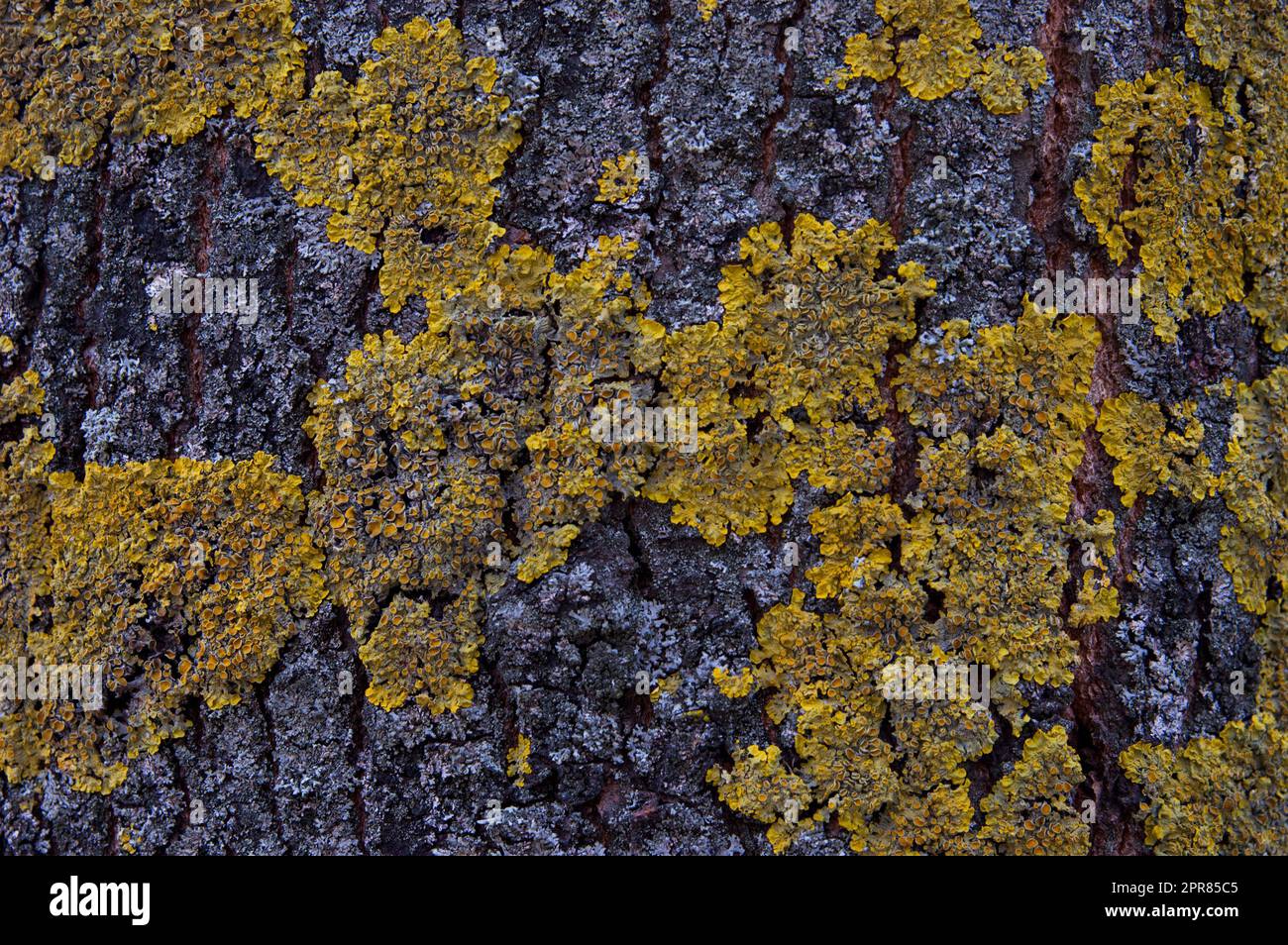 Yellow bark hi-res stock photography and images - Alamy