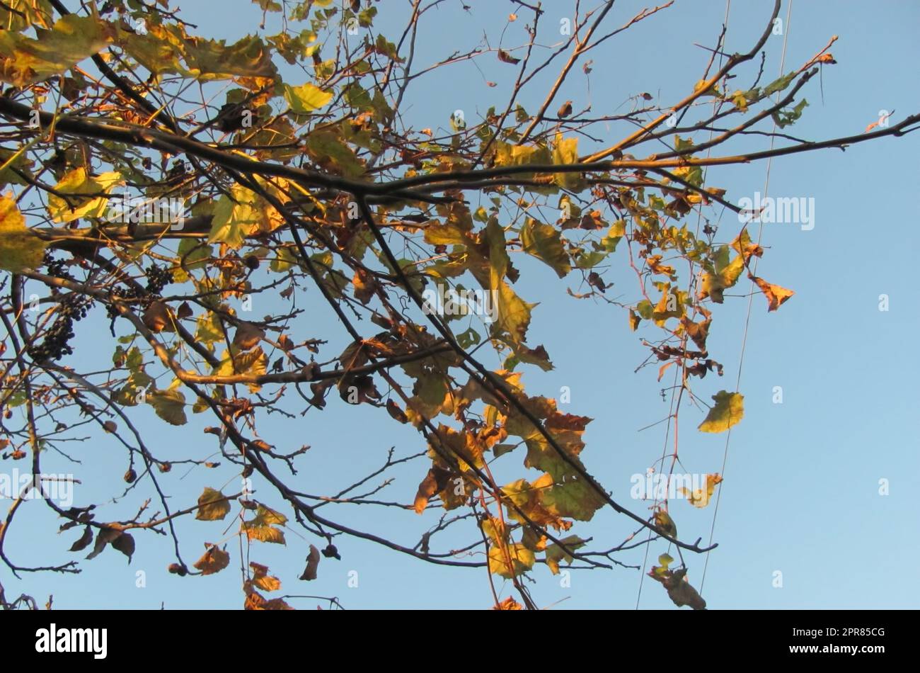 Vines with leaves and berries wind around the branches of the tree ...