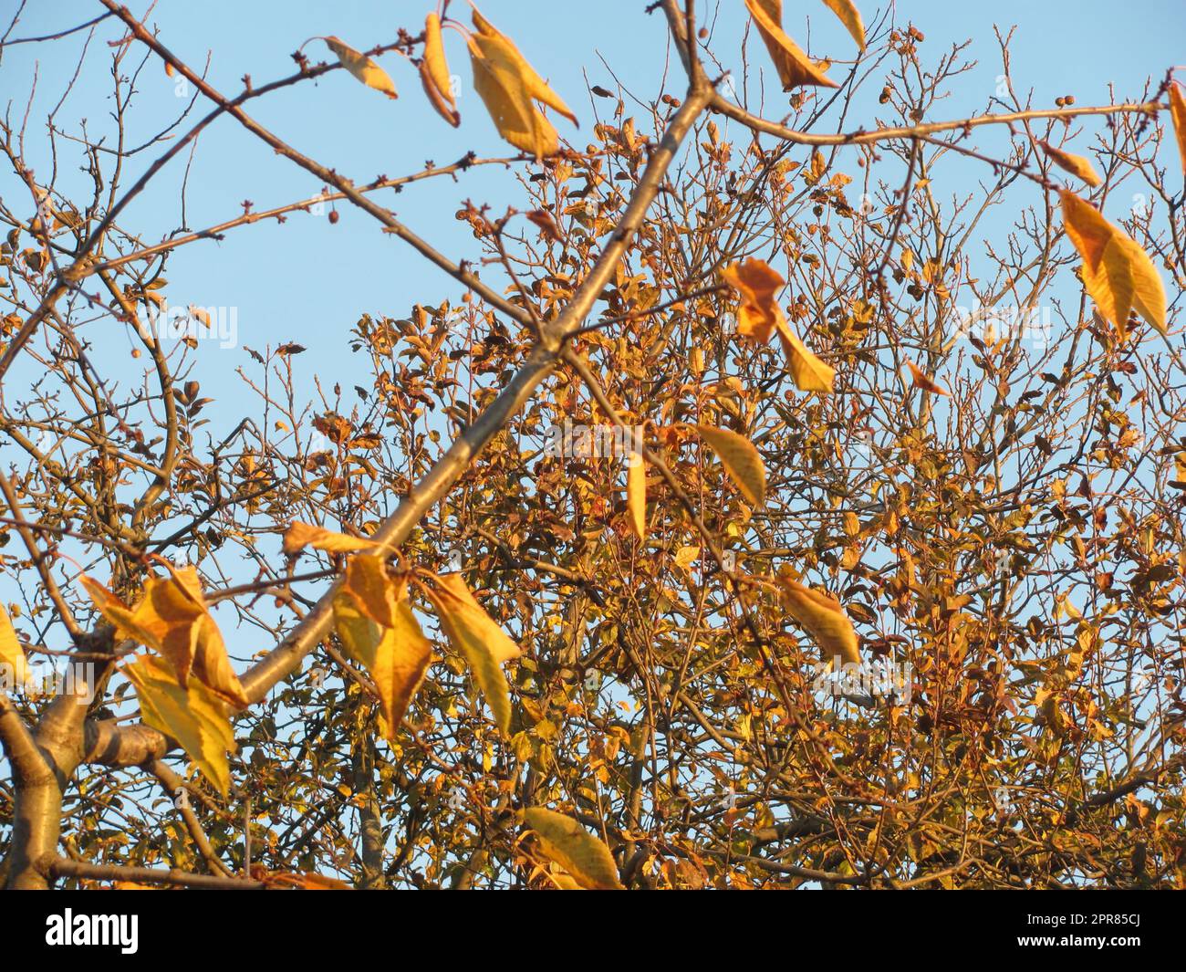 Tree branches leaves against sky hi-res stock photography and images ...