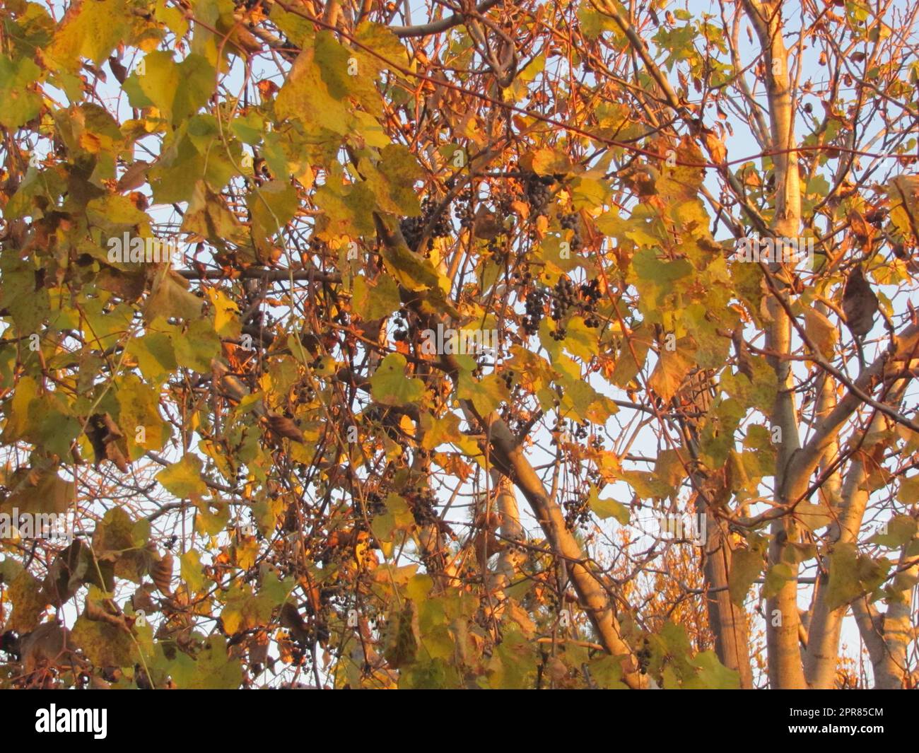 Branches of yellow leaves hi-res stock photography and images - Alamy