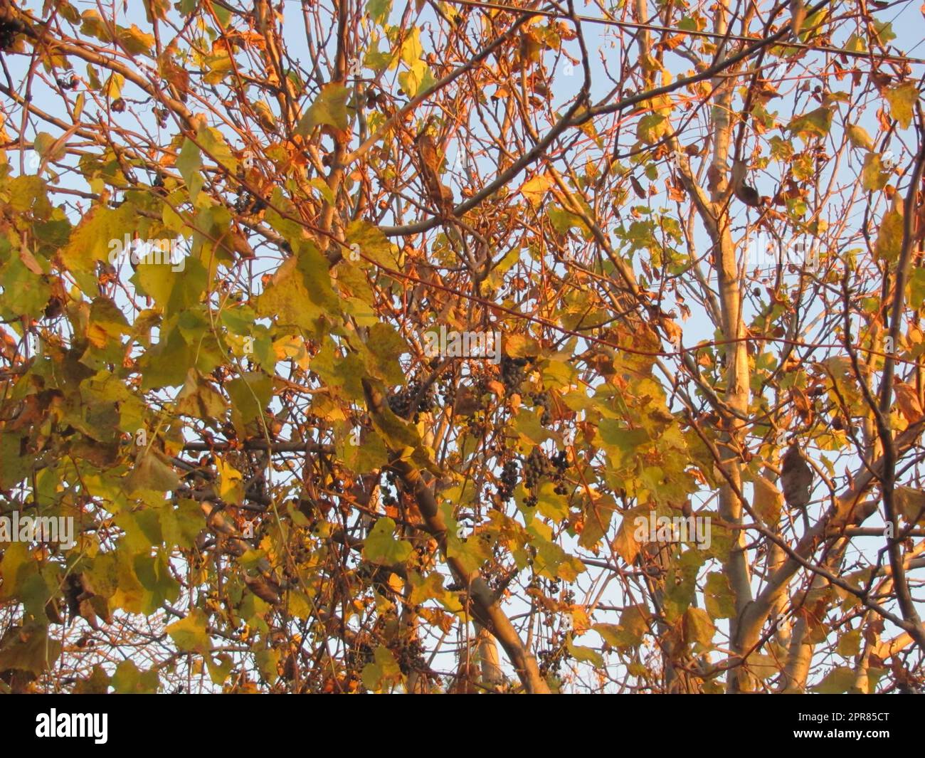 Vines with leaves and berries wind around the branches of the tree ...