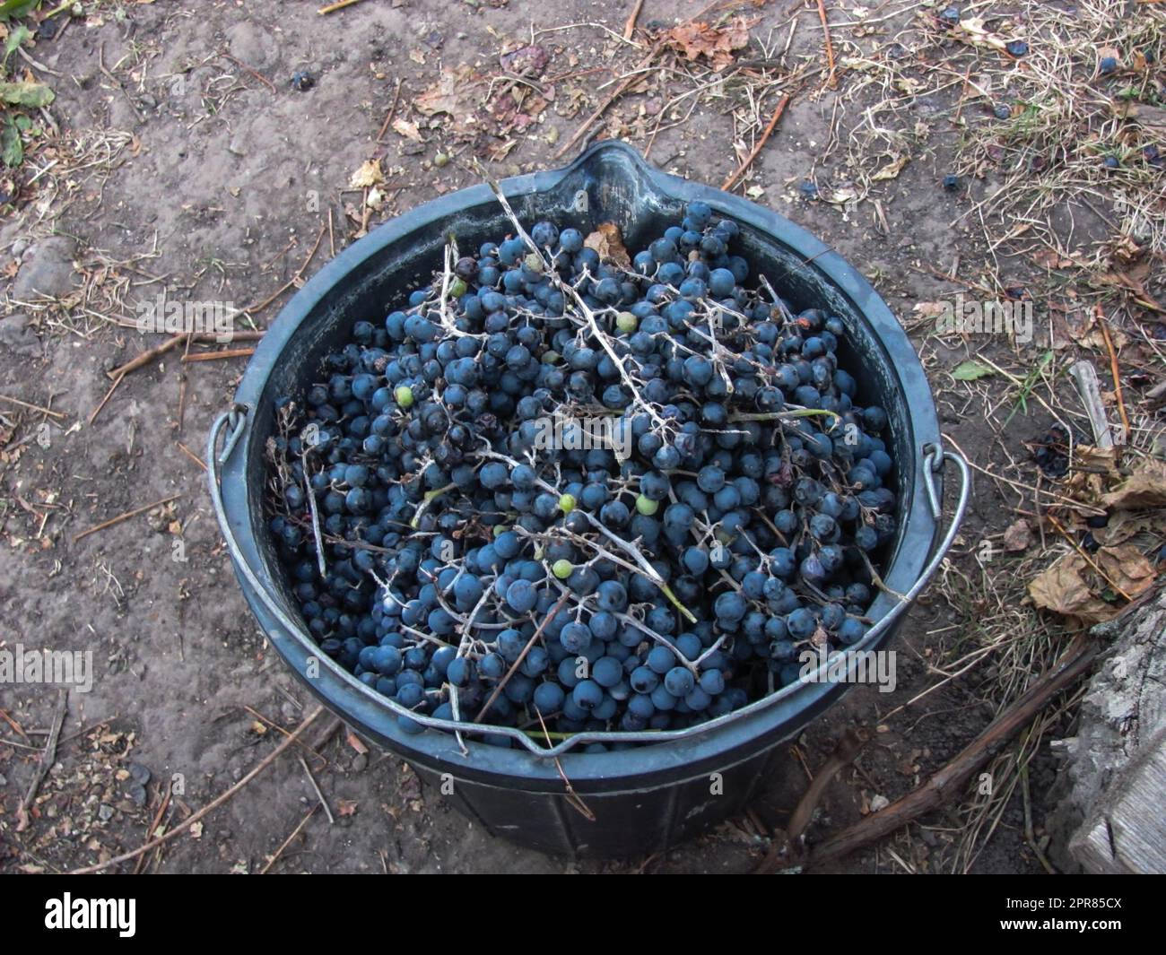 A bucket full of ripe grapes stands on the ground, top view Stock Photo ...
