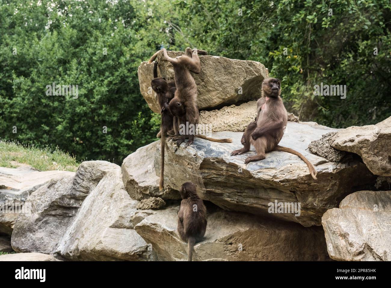 four dear gelada monkeys do gymnastics on a rock Stock Photo - Alamy