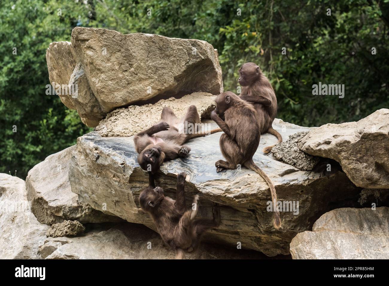 four dear gelada monkeys having fun on a rock Stock Photo - Alamy