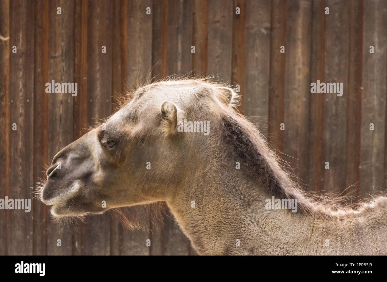 Camel in zoo park hi-res stock photography and images - Alamy