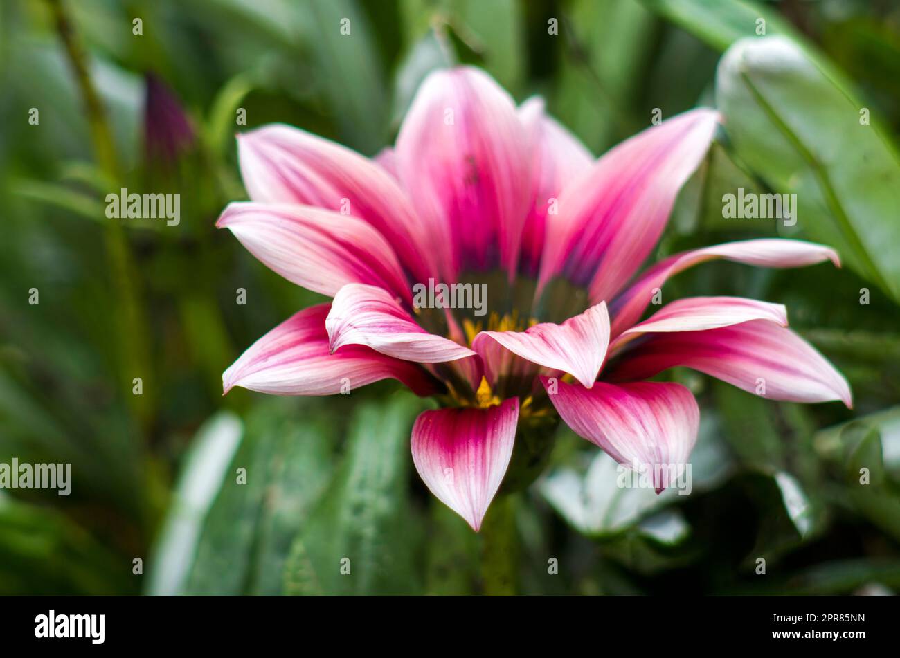 african daisy flower Stock Photo - Alamy