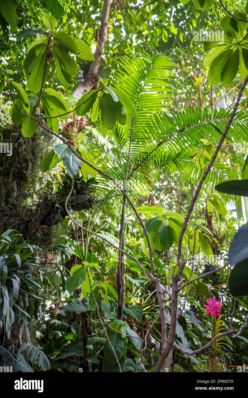 Tropical jungle hi-res stock photography and images - Alamy