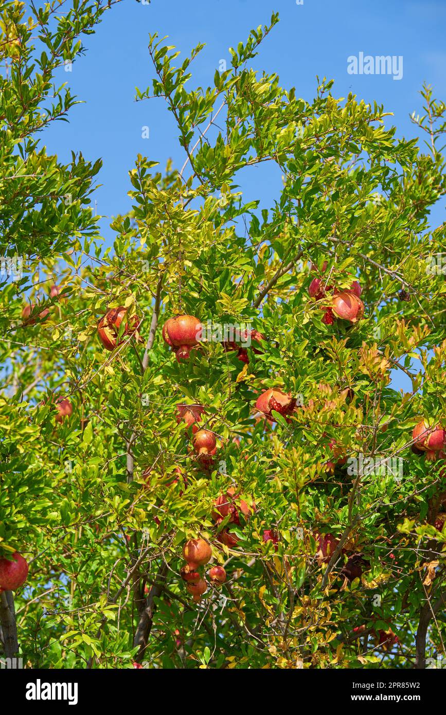 Outside fruit hi-res stock photography and images - Alamy