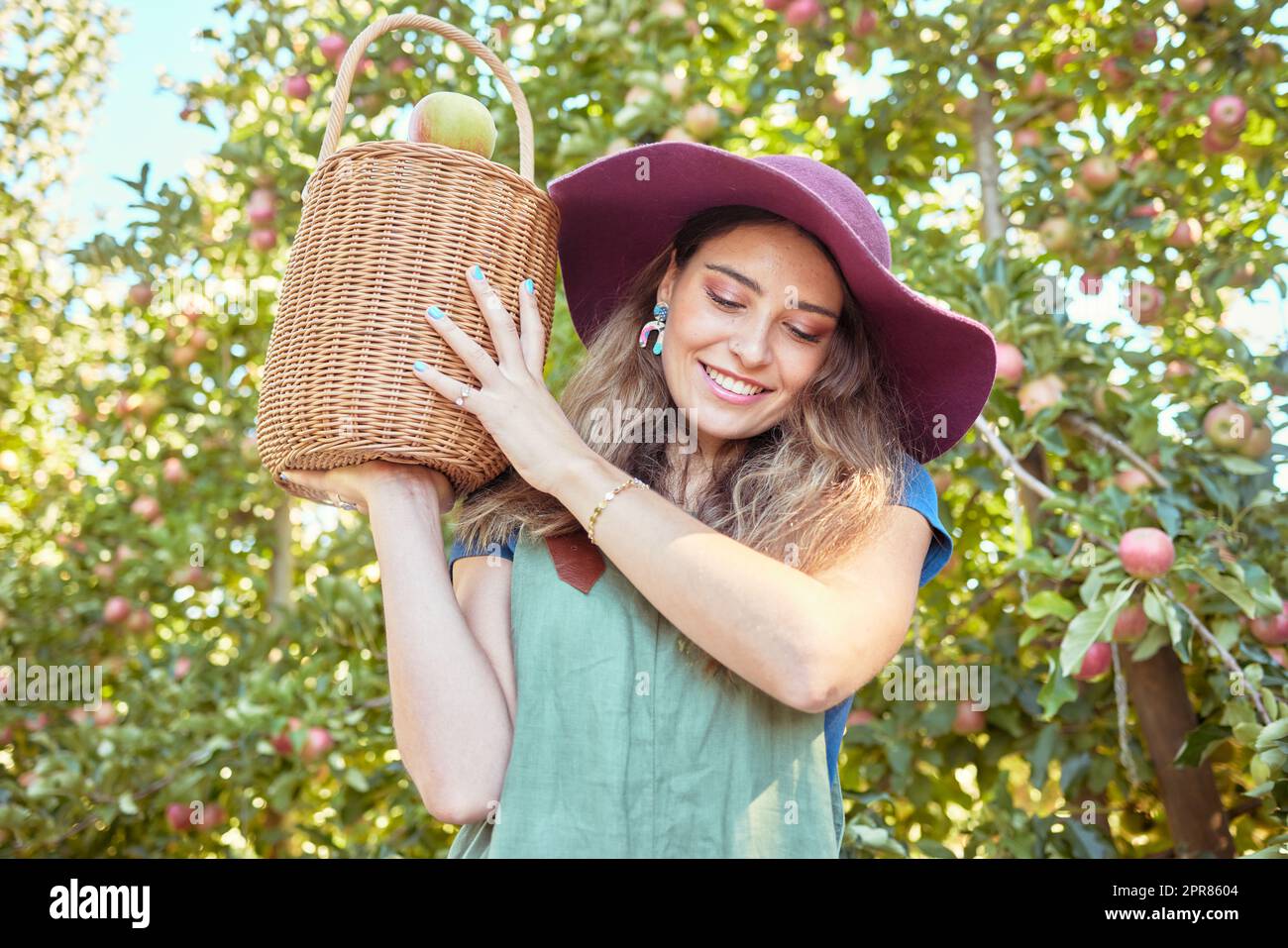 Apple harvest woman bucket hi-res stock photography and images - Alamy