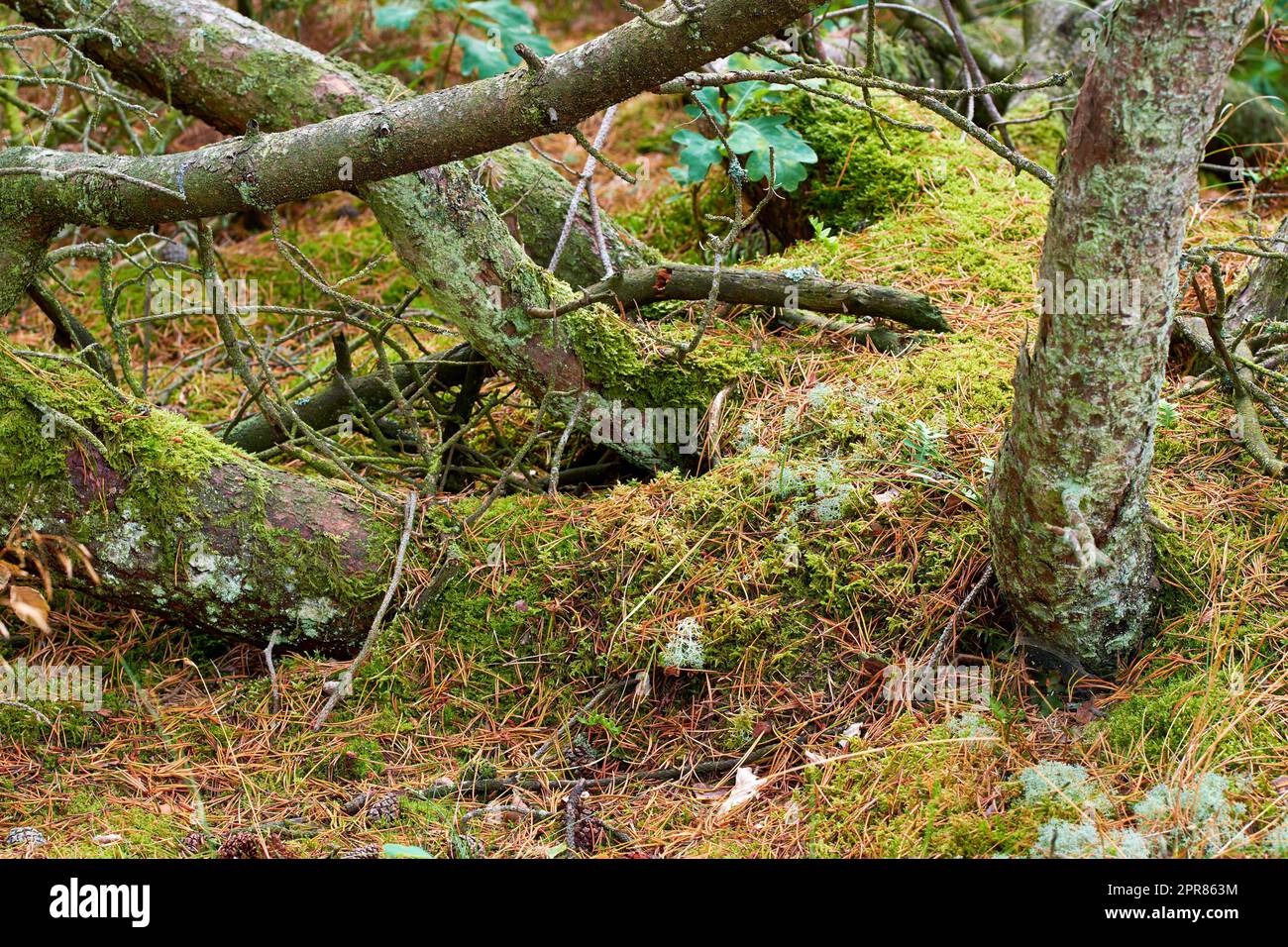 Algae on trees hi-res stock photography and images - Alamy