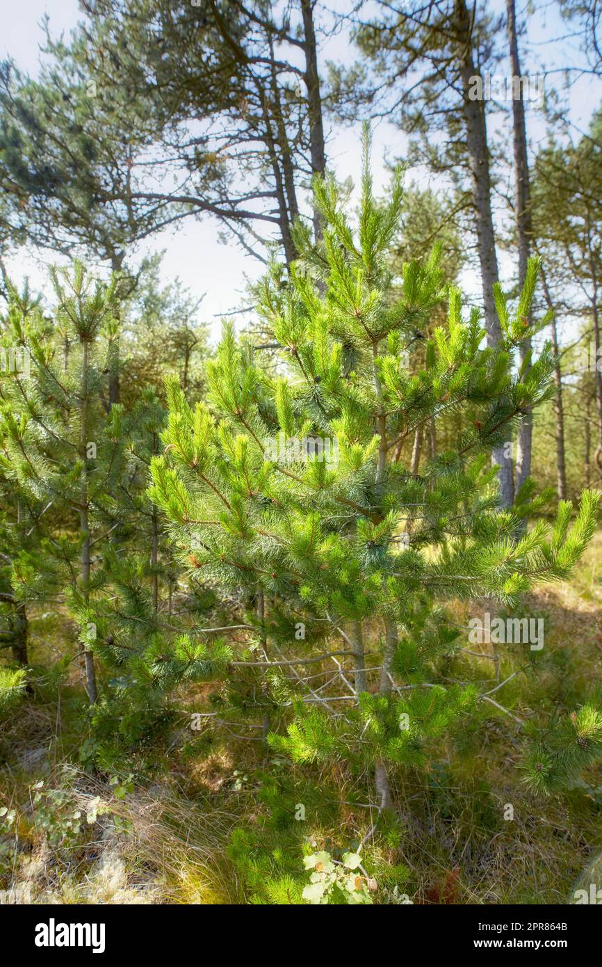Soothing forest hi-res stock photography and images - Alamy