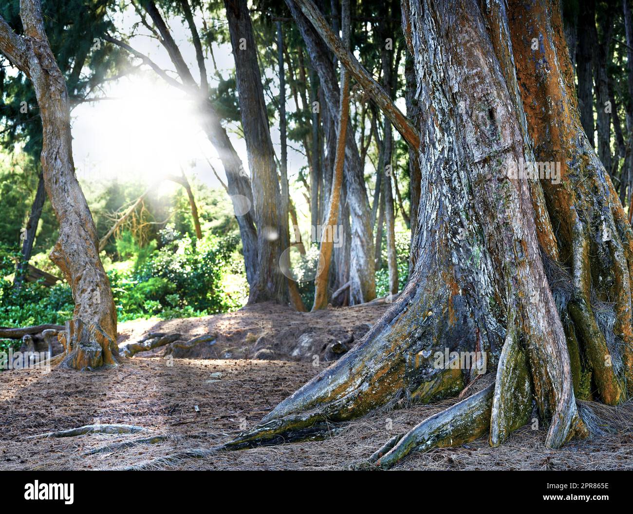 Sun shining through rainforest hi-res stock photography and images - Alamy