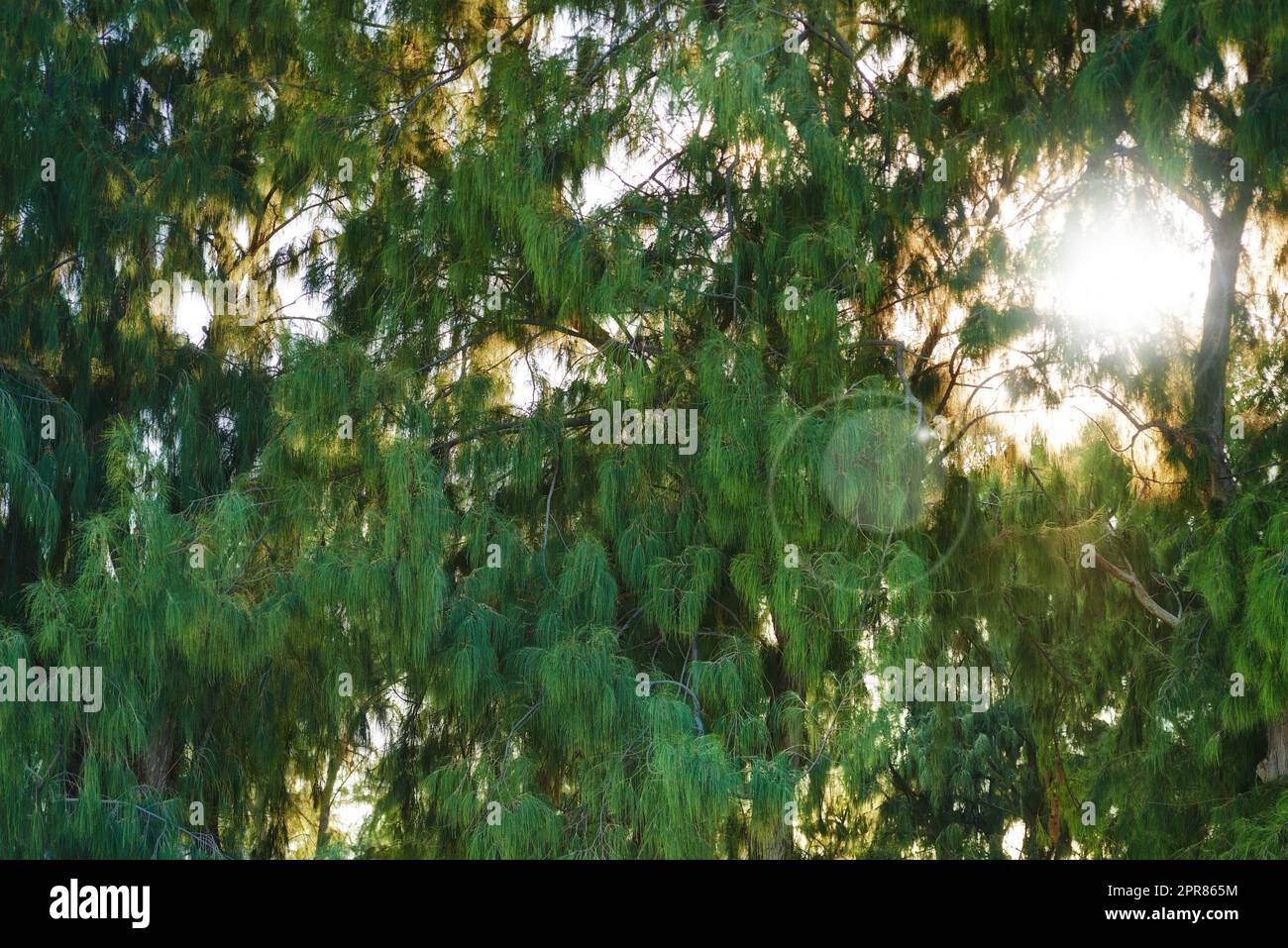 Rain forest plants large green leaves hi-res stock photography and ...