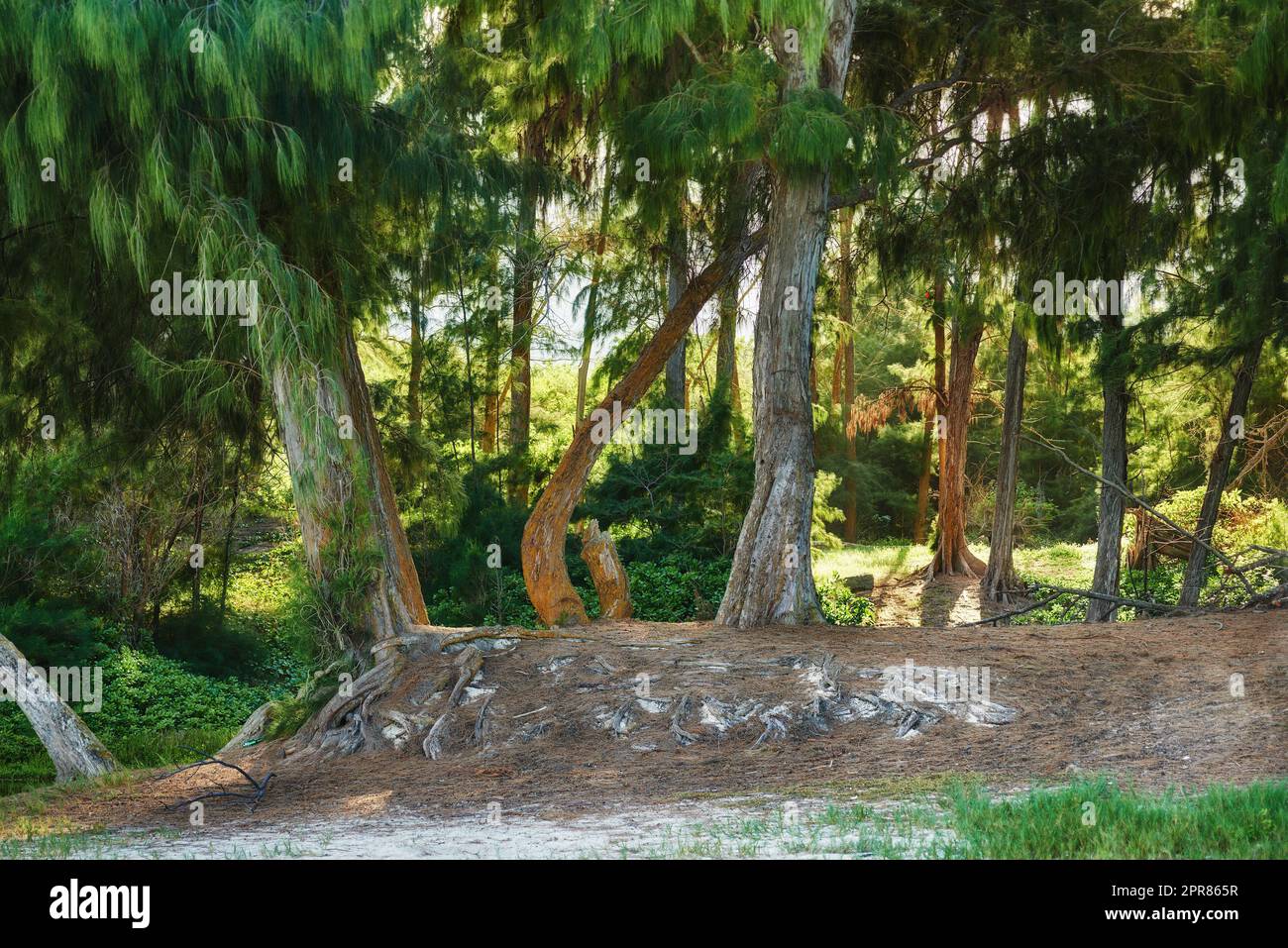 Many tall trees growing in a quiet green forest in Hawaii, USA ...