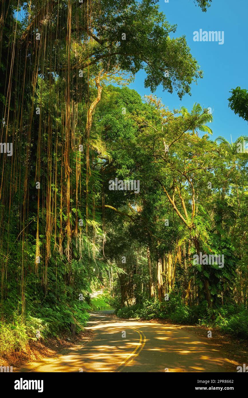 Undisturbed environment hi-res stock photography and images - Alamy