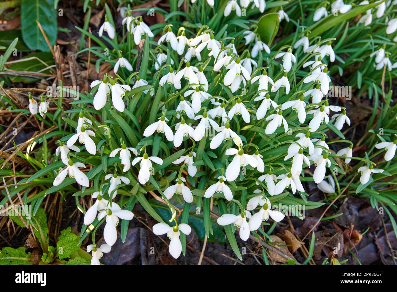 Carl linnaeus plant hi-res stock photography and images - Alamy